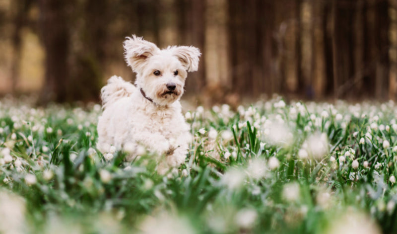 Springtime Pet Care Tips – Choice Pet